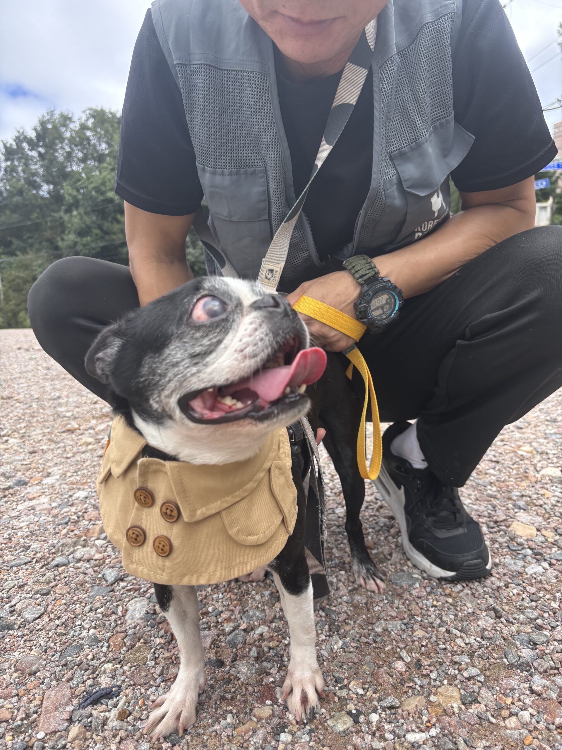 - Korean K9 Rescue Sponsor Terry | Blind Boston Terrier at Bundang Facility
